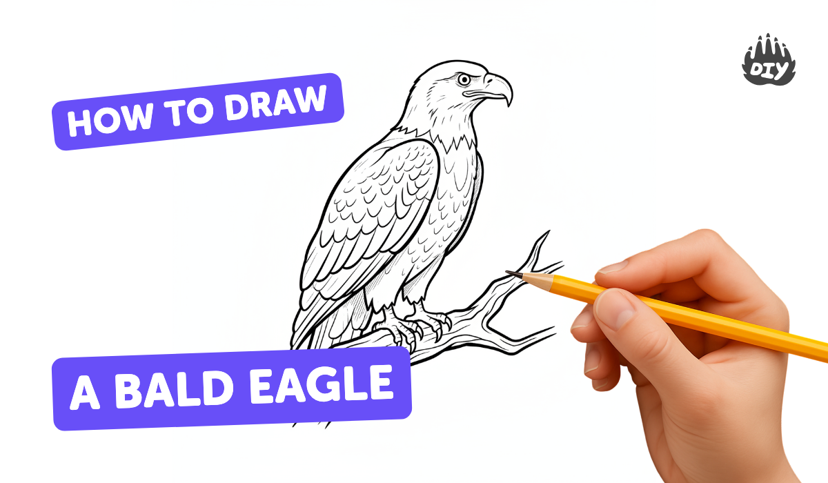 how to draw a bald eagle - Fun at-home activities for Kids.